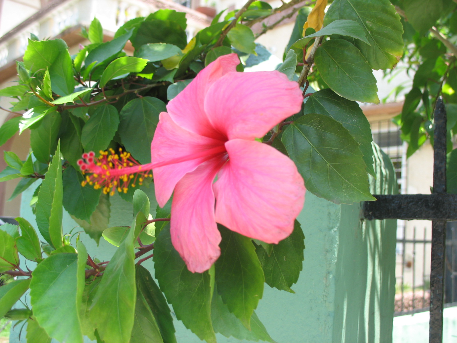 IMAGENES ETHEL: IMAGENES DE ROSAS,CLAVELES ,CRISANTEMOS Y CUCARDAS