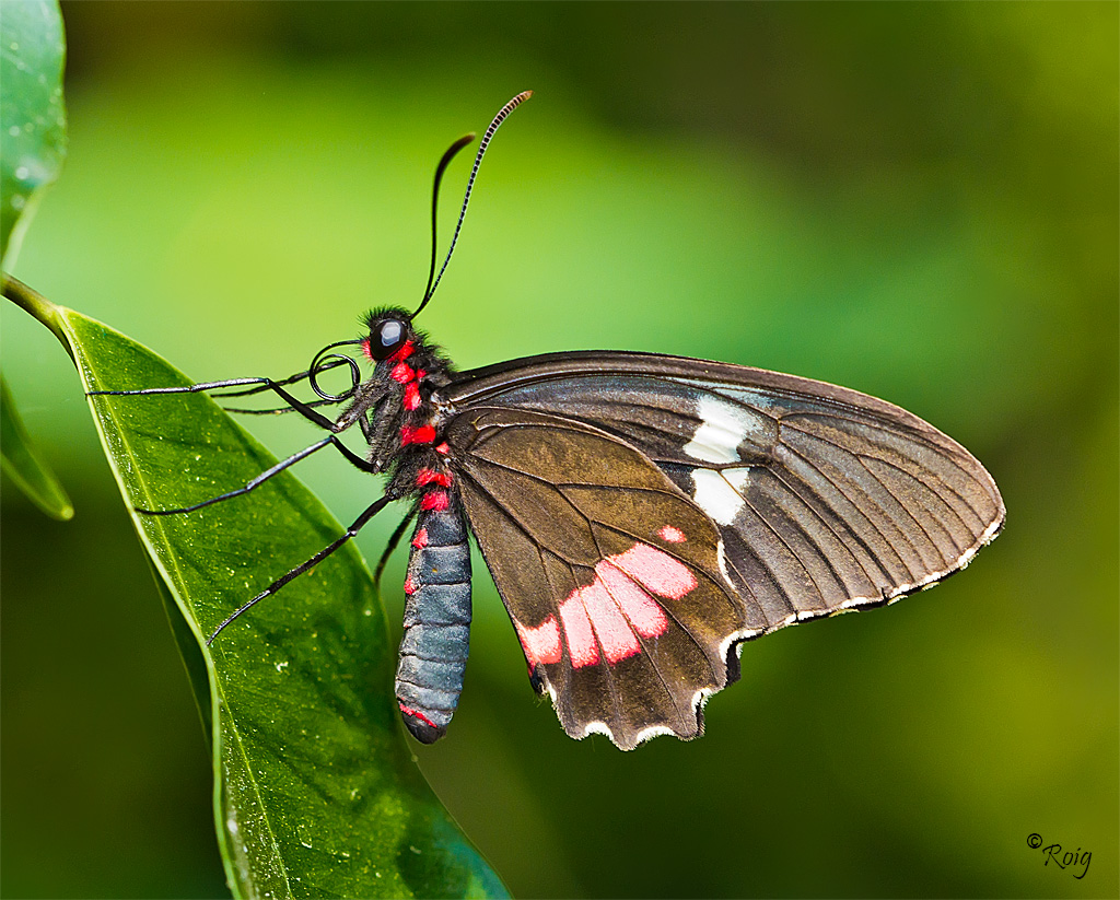 FotoRoig: Buetterfly Park (Part Papallones)