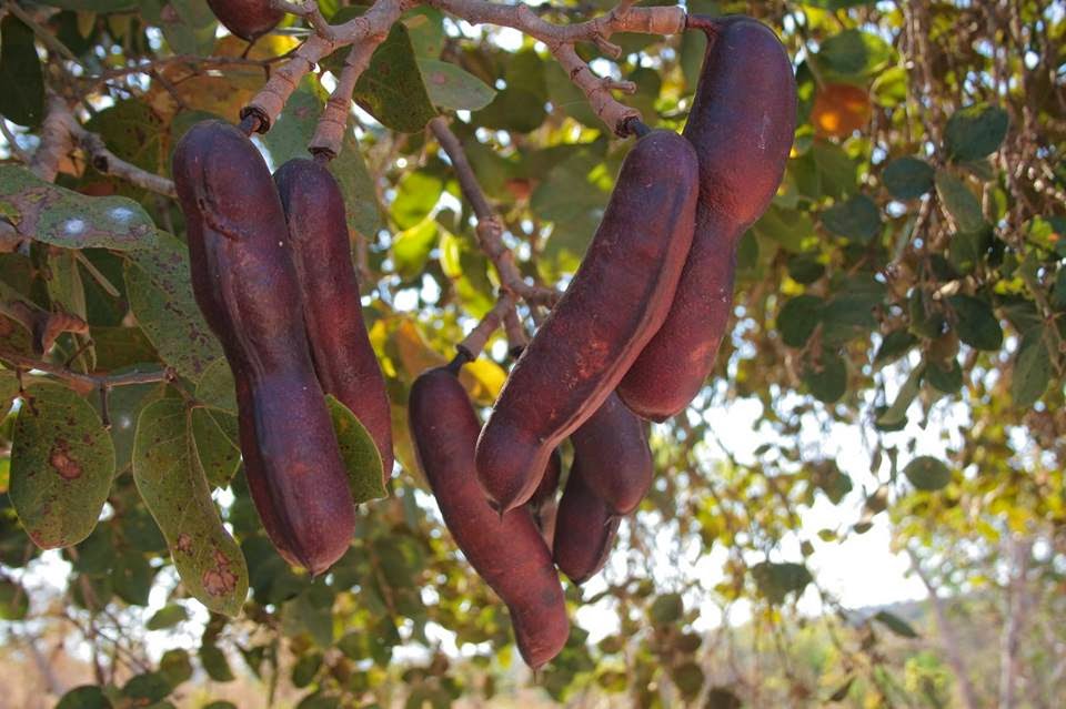 PARA QUE SERVE O JATOBÁ? » Blog do Cauê Rodrigues