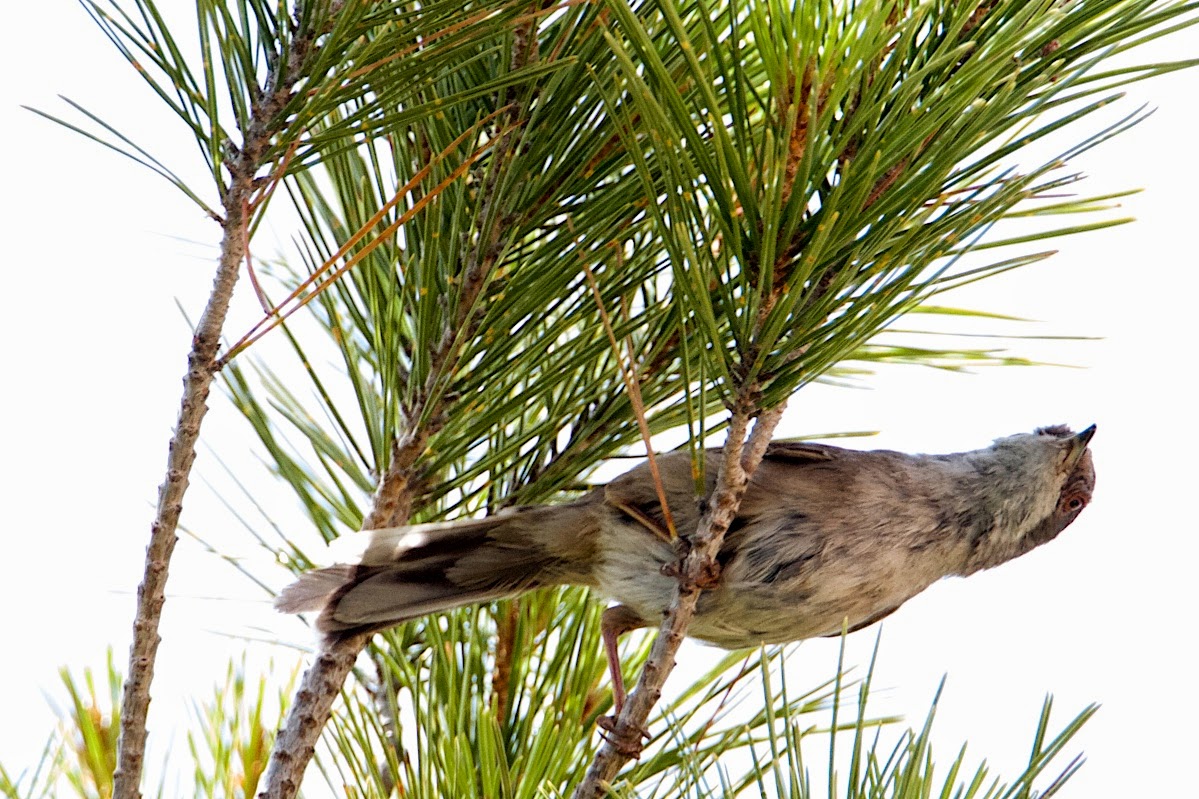 Charlie Sargent's bird ringing: Port Andratx Majorca birds