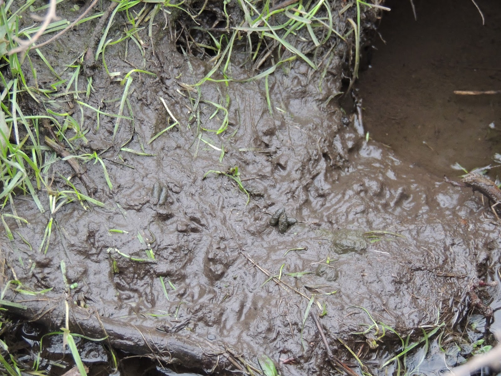 About a Brook: Water Vole Signs - Collect the Set!