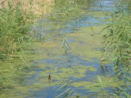 Part And Parcel Of Life: Stagnant