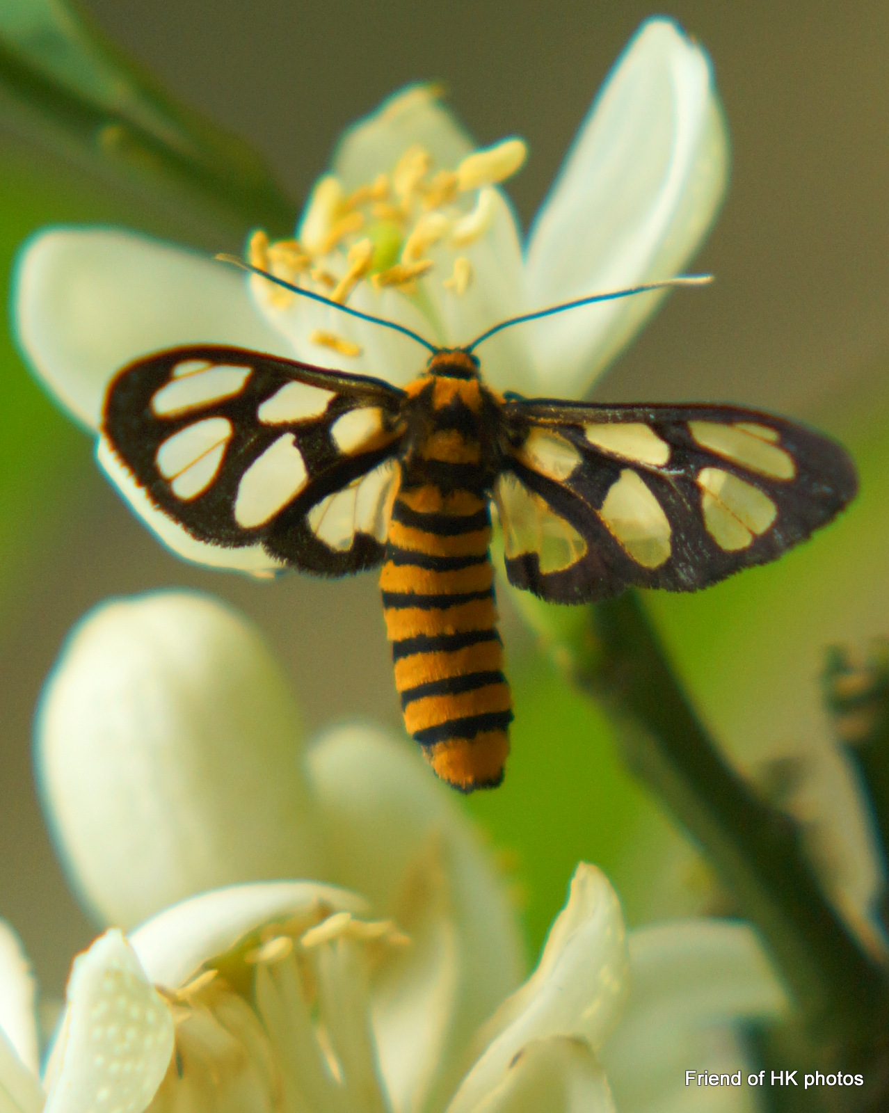 Photographic Wildlife Stories in UK/Hong Kong: Moths in Hong Kong