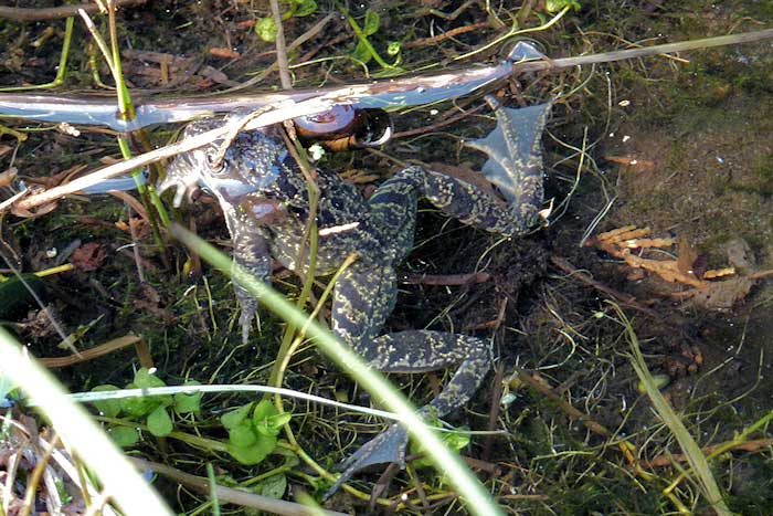 Spinrag: De kikkers zijn er weer!