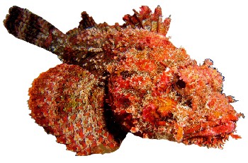 Peixe Mamangá (Scorpaena brasiliensis)