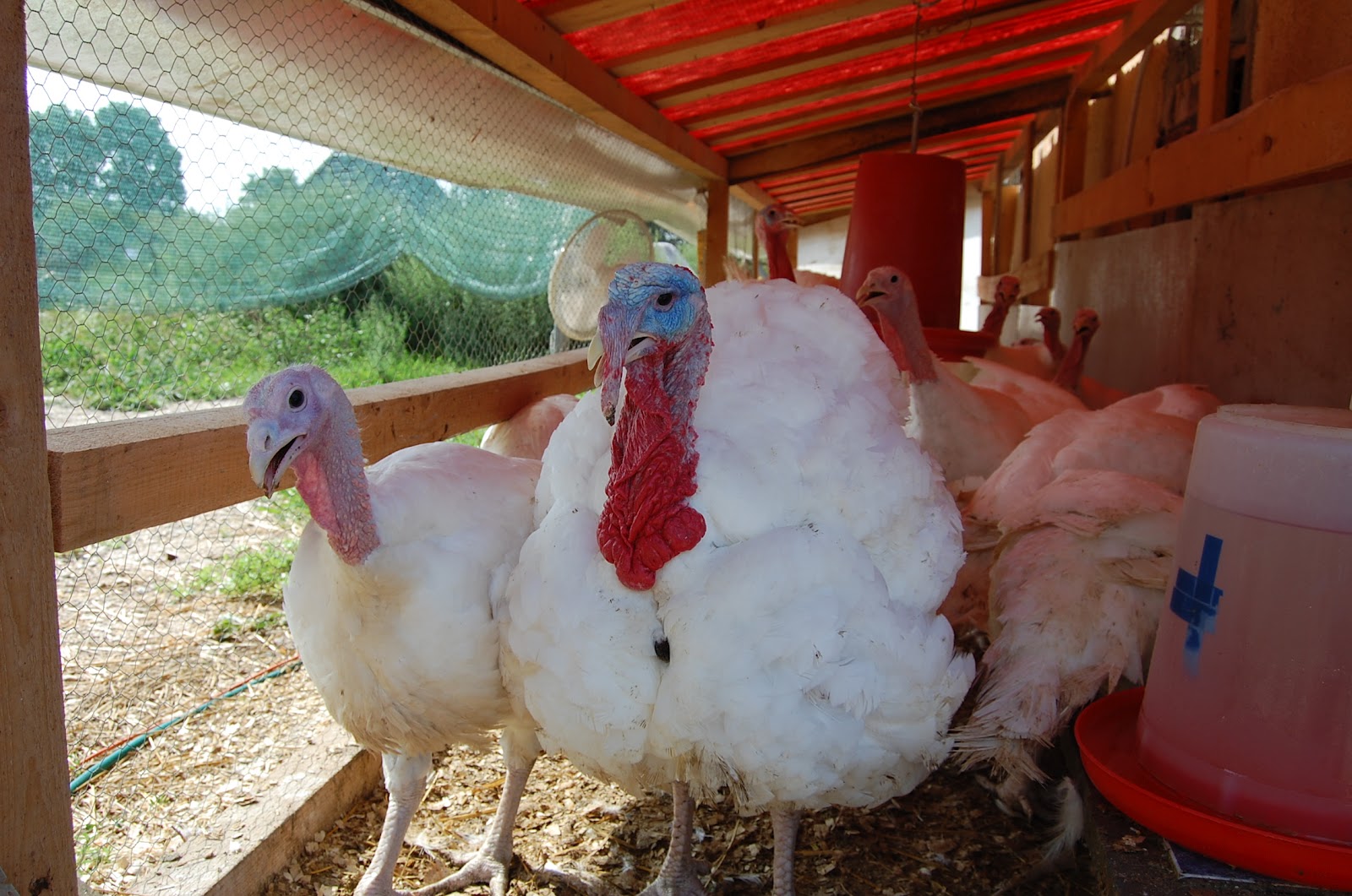 Miniferma de Curcani: Am inceput vanzarea