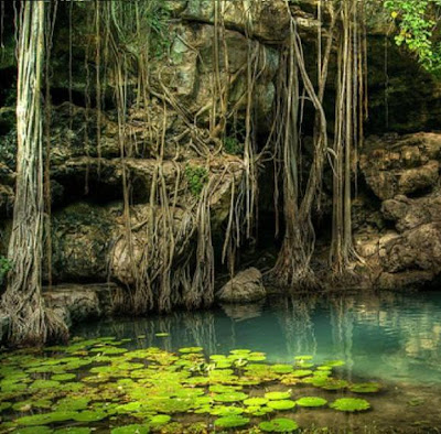 Nicté-Ha, la flor acuática