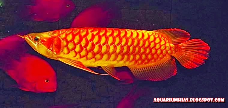 Jenis dan Tipe Arwana Super Red ~ Dunia Air