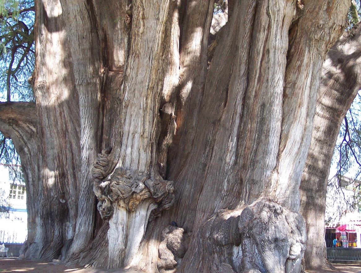 Trees Planet: Taxodium mucronatum – Montezuma Bald Cypress