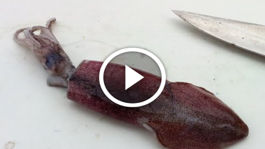 HOW TO -FISH-: How to Hook Squid
