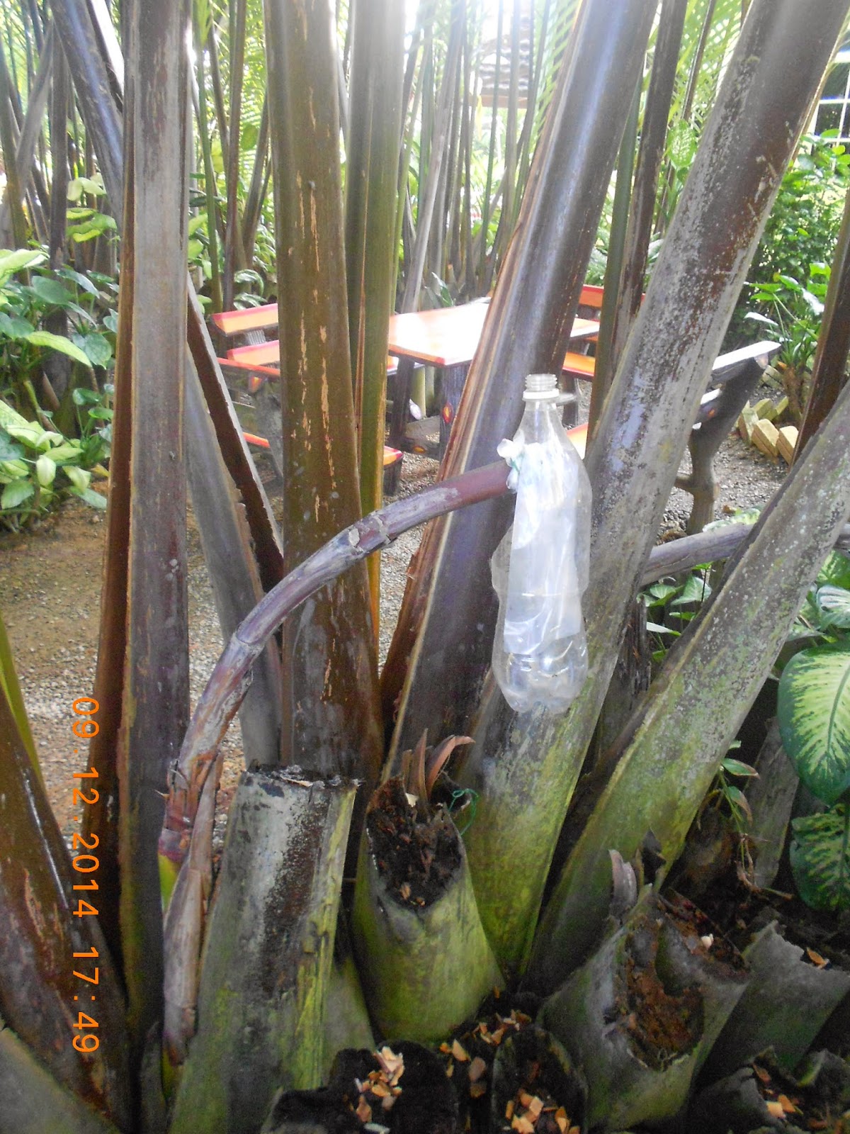 namakucella: NIRA NIPAH @ KEBUN NIPAH.....!!!!