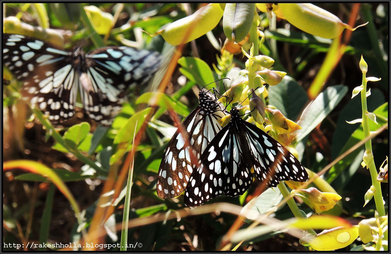 The Voice of Greenery - Trekking and Travelling in Western Ghats ...
