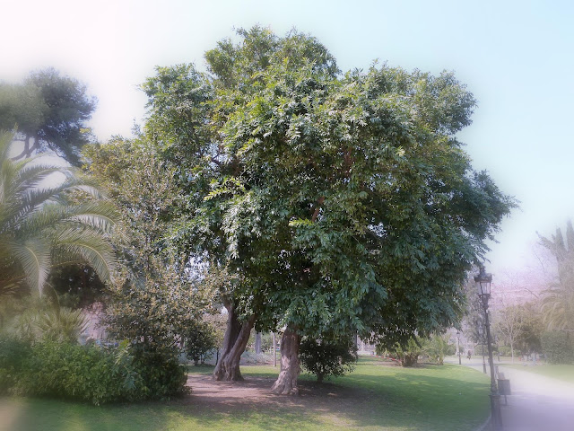 Árboles con alma: Cóculo. Cocul. (Cocculus laurifolius)