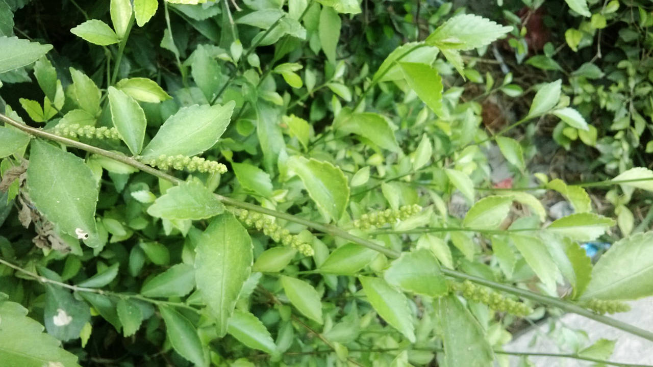 Cara Memperbanyak Pohon Teh Tehan Dan Ciri Acalypha Siamensis