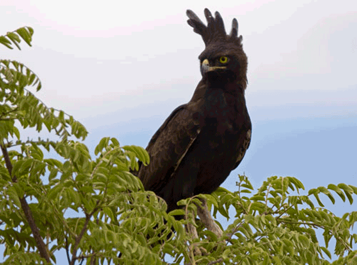 Birds Of Prey: December 2013