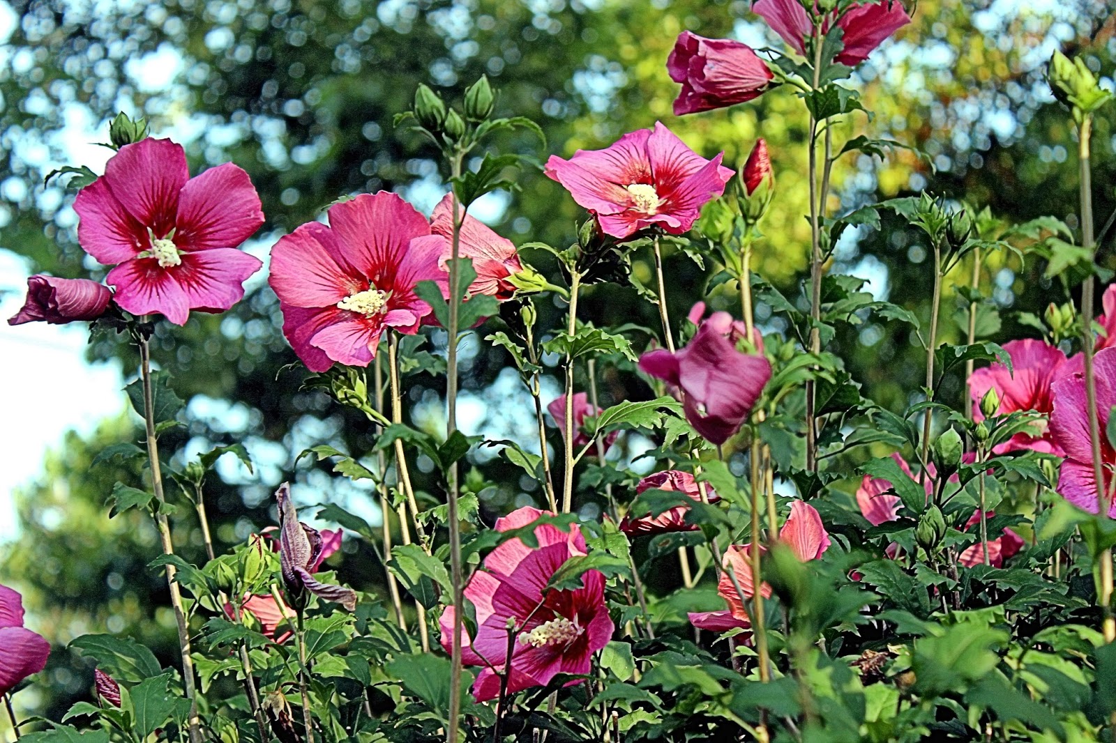 Pink Rose Of Sharon 3 - 8 Photos