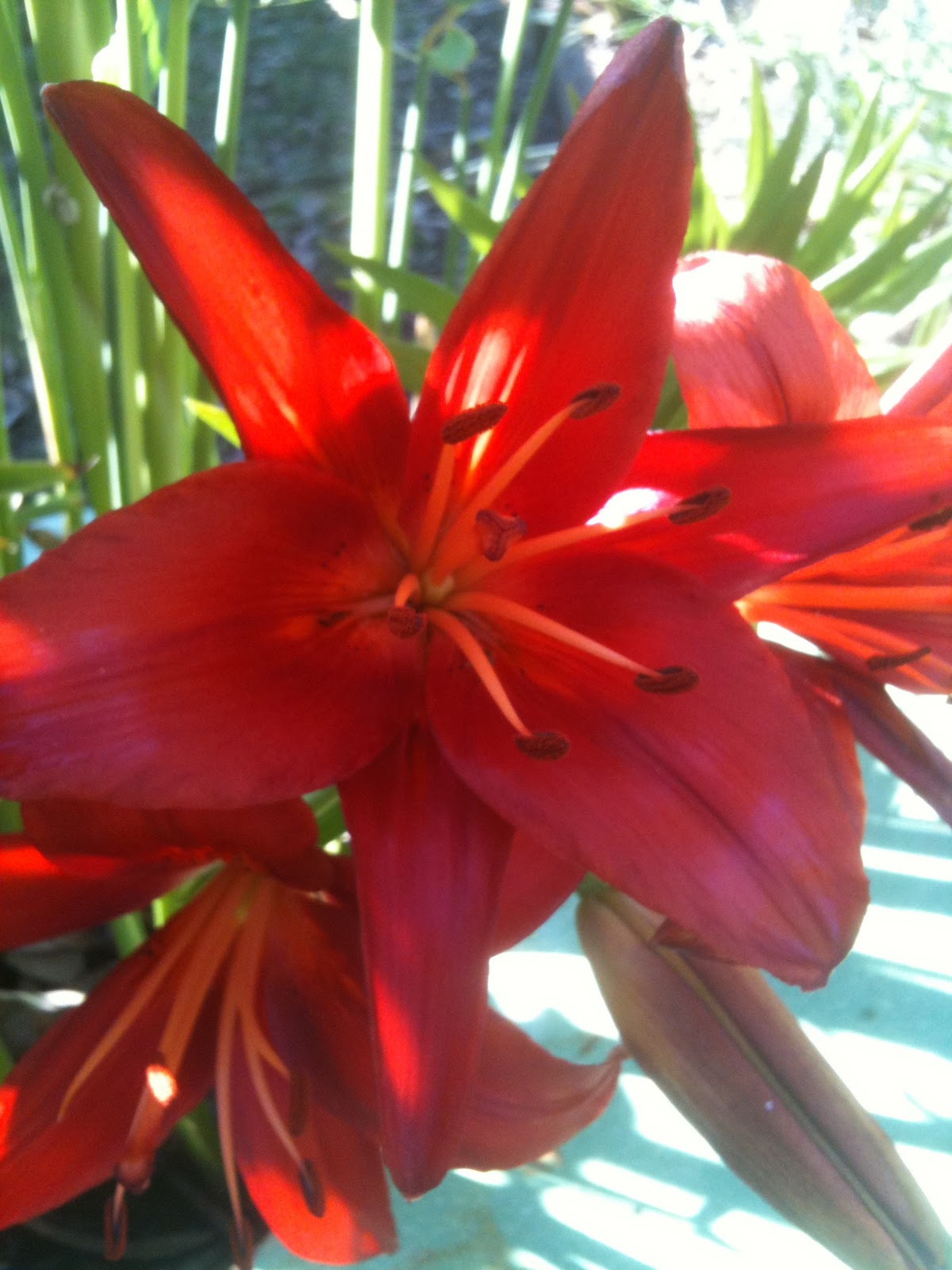 Getting back to basics: Flowers in our garden.