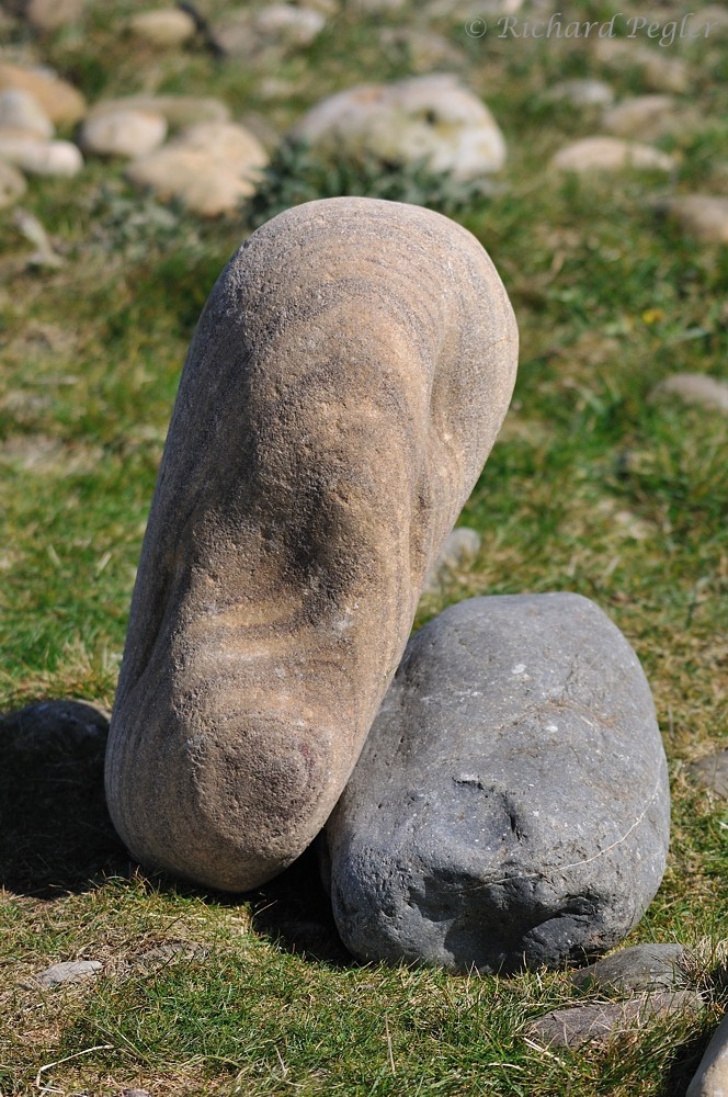 Pegler Birding: Northumberland Rocks!! - 12th to 15th April, 2012