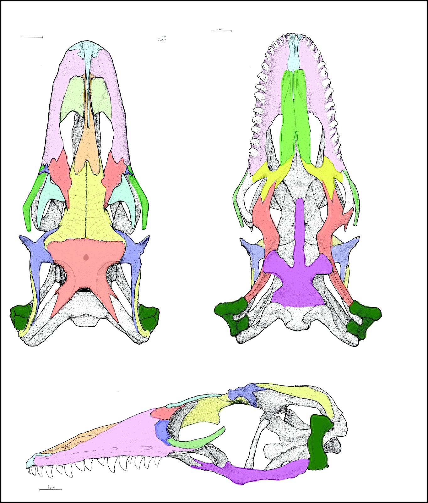 Biology of the Reptilia: Lab 5: Lepidosauria part 1: Sphenodontida and ...