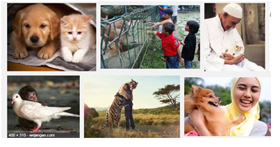 Etiquette and ethics of Islam to animals