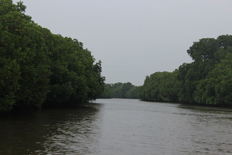 Tamilnadu Tourism: PICHAVARAM