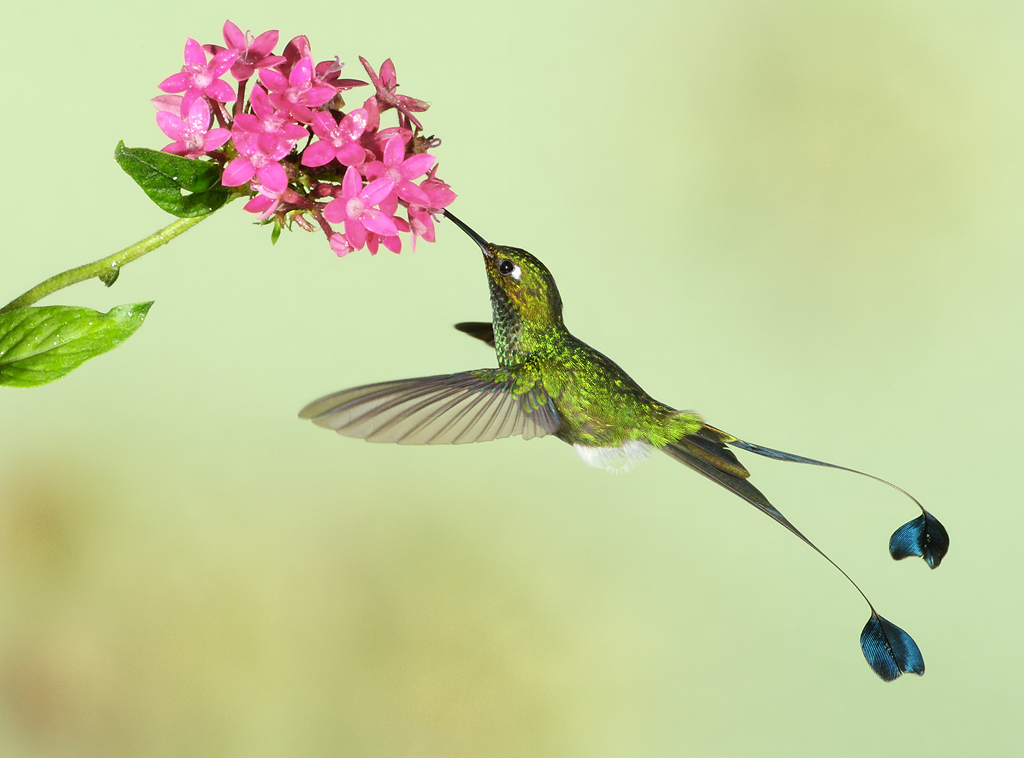 Top Flight Nature Photography: Hummingbirds of Ecuador (part 2)
