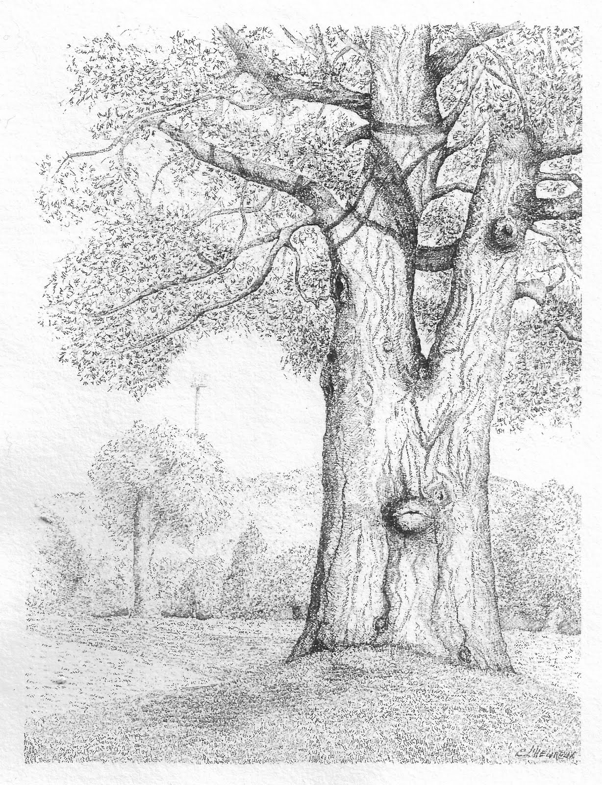 Dessins d'une âme.: Le vieux chêne rouge du cimetière Mt-Royal