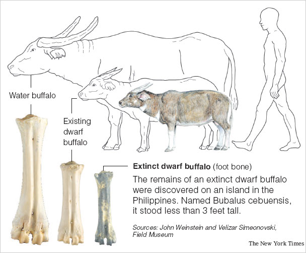 Cebu's Ice Age Carabao | Euro Filipino Journal
