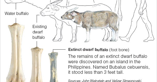 Cebu's Ice Age Carabao | Euro Filipino Journal