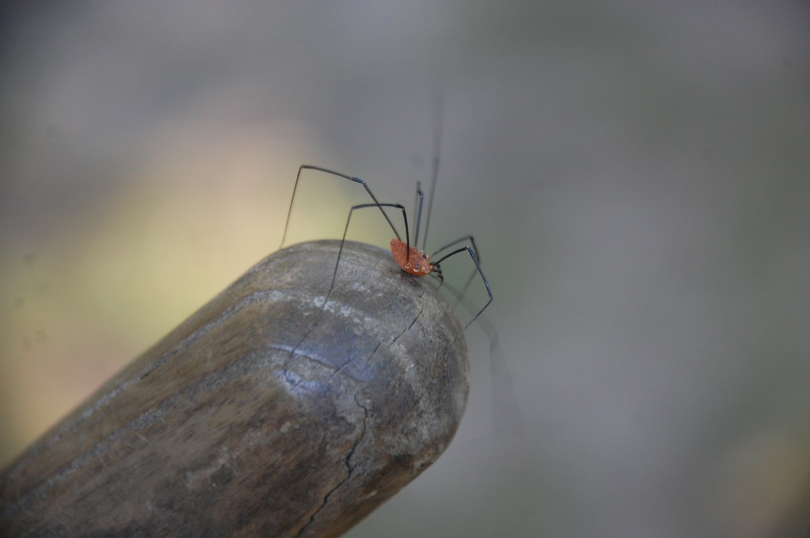 Central New York Nature Study: Daddy Long Legs