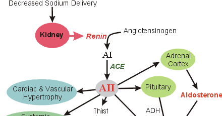 Anatomy & Physiology: Lesson 18 - RAAS - Renin Angiotensin Aldosterone ...