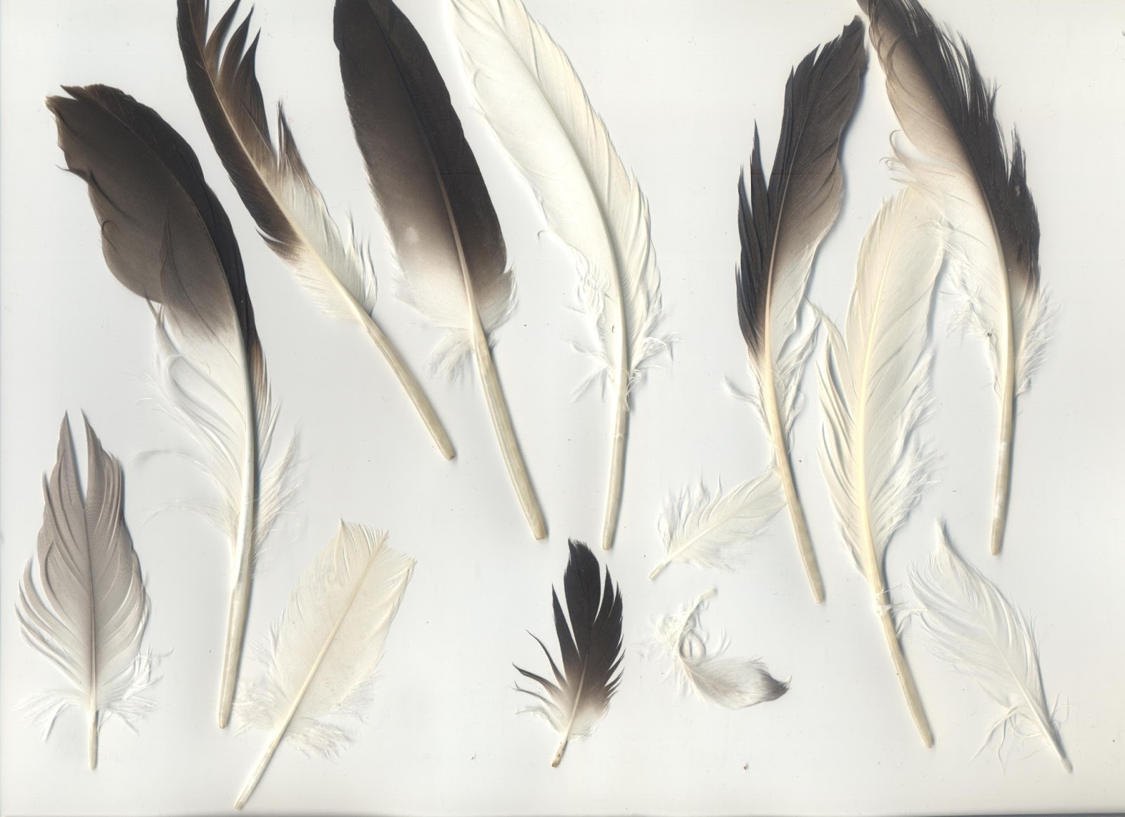 Kathryn Hockey OCA Learning Log: Exercise: Tattoo