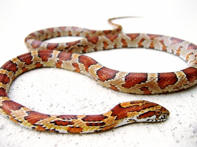 Our Beautiful World: Beautiful red snakes