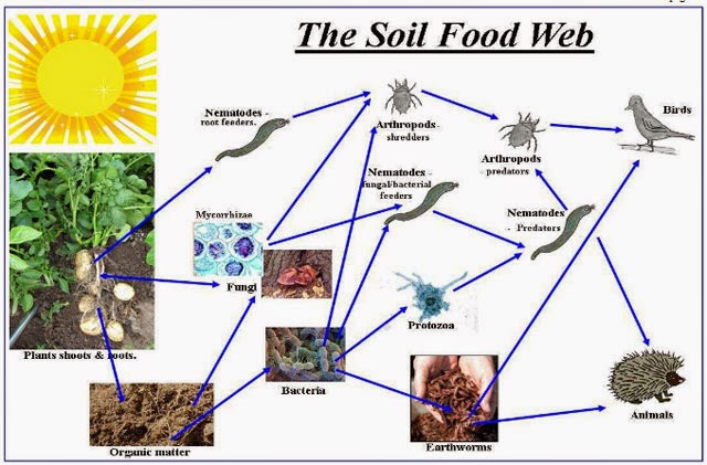 Ichabod, The Glory Has Departed: Tending the Earthworm Population. The ...