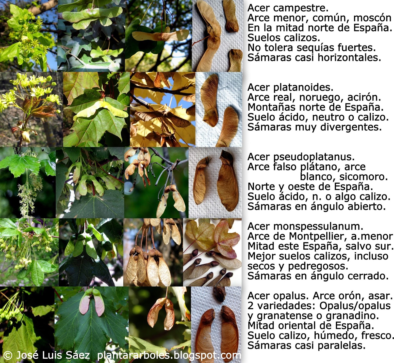 PLANTAR ÁRBOLES y arbustos: Tipos de frutos y semillas AUTÓCTONOS España