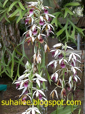 orkid liar : orkid liar / hutan dan kacukan