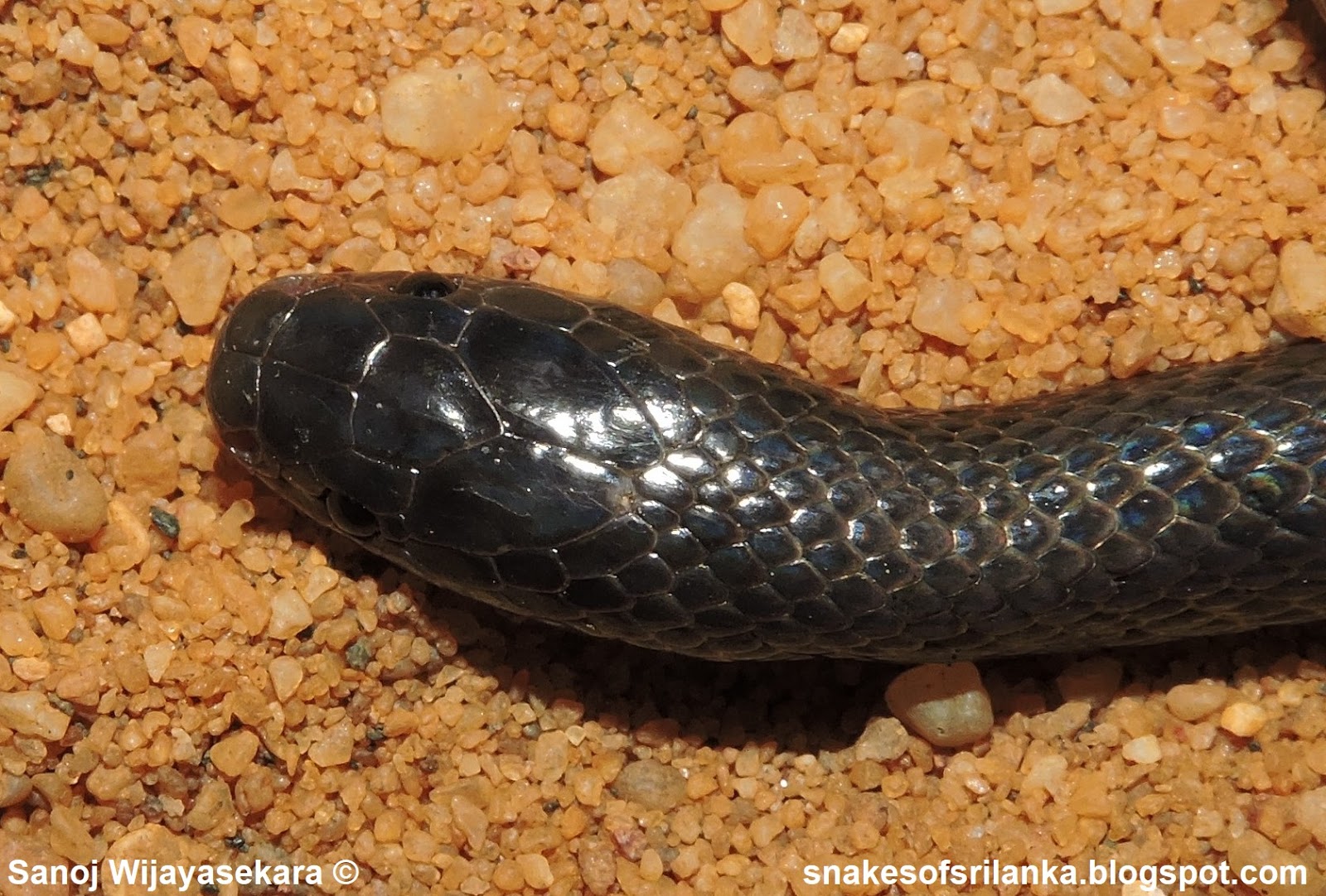 Sri Lankan Krait/මුදු කරවැලා (Bungarus ceylonicus-Günther, 1858)