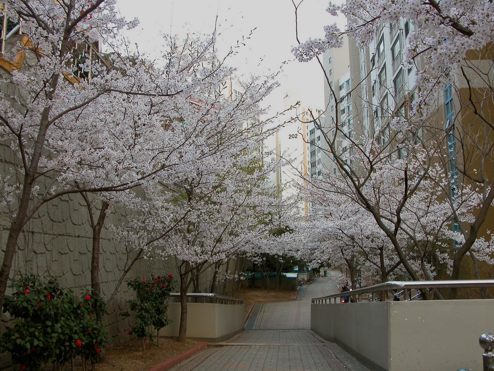 De Hanmer À Busan: When Spring Comes to Busan