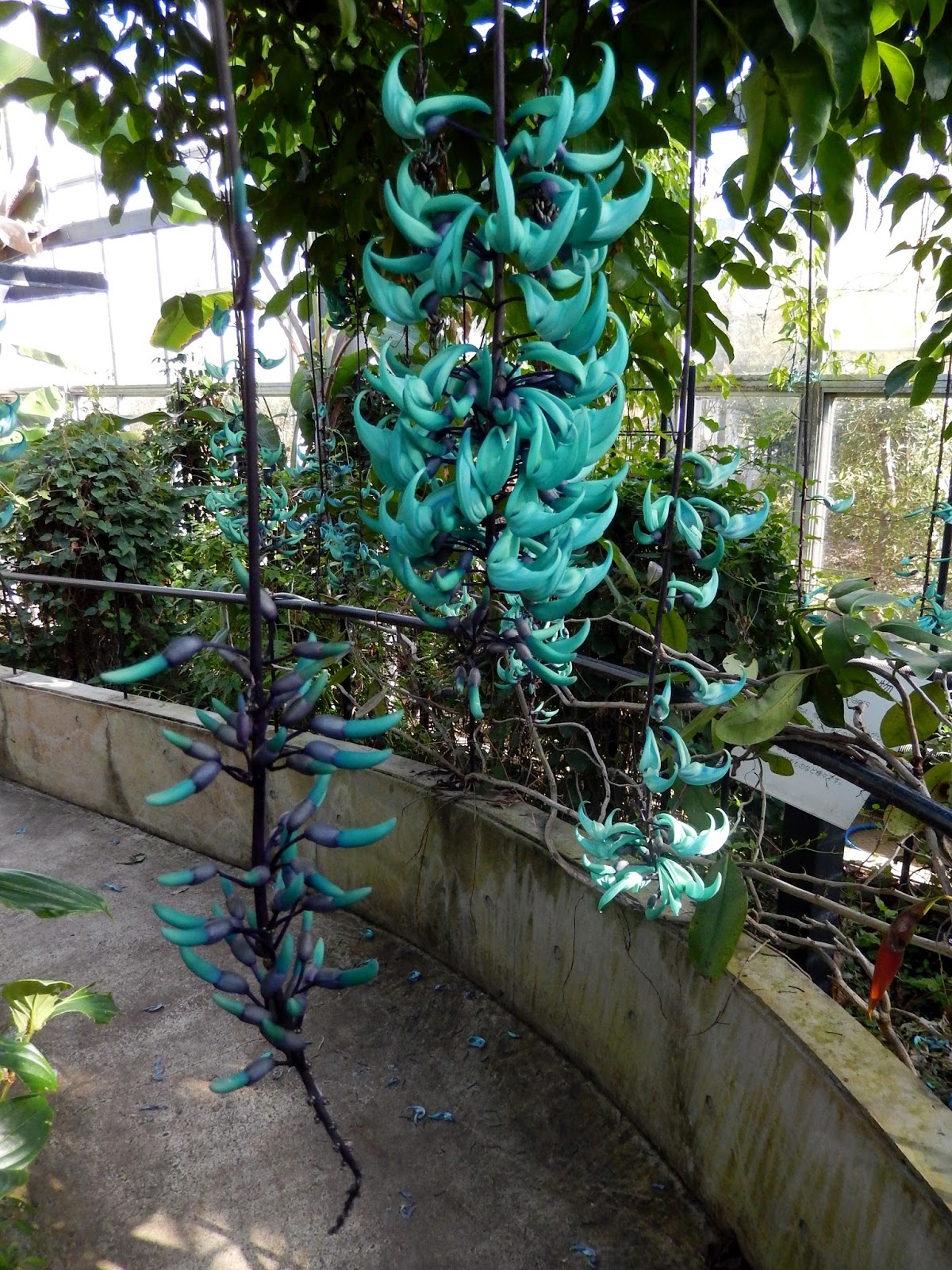 JAPANKURU: *::UNKNOWN PLEASURES::* Tokyo Day Trip ☆ Visit Giant Ofuna ...