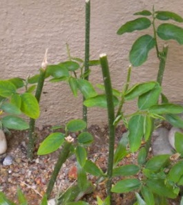 Anim Agro Technology: CEKUR MANIS - KENALI DAN KHASIATNYA