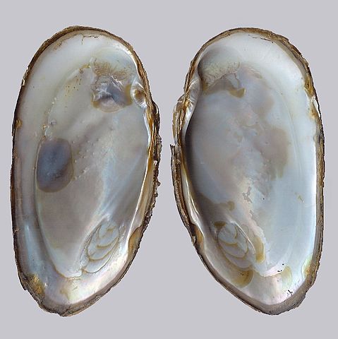 The Wonderful Microworld: River mussel Shell (Freshwater mussel Shell)