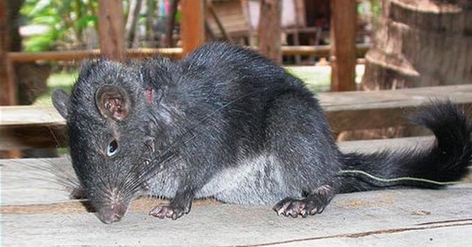 Abe's Animals: Laotian rock rat