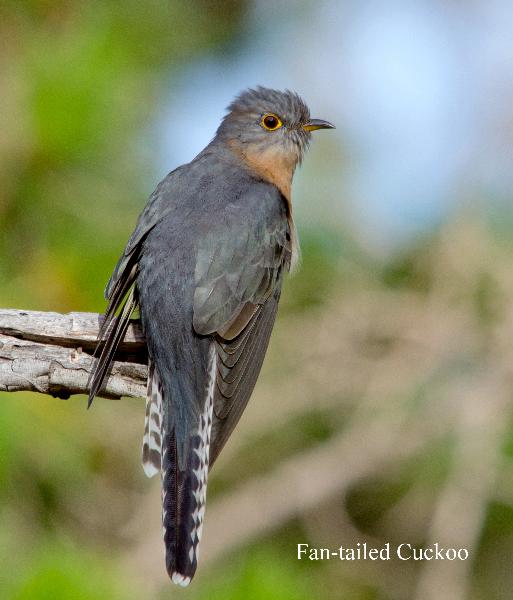 Birds in Tasmania: Dusky Robins and More