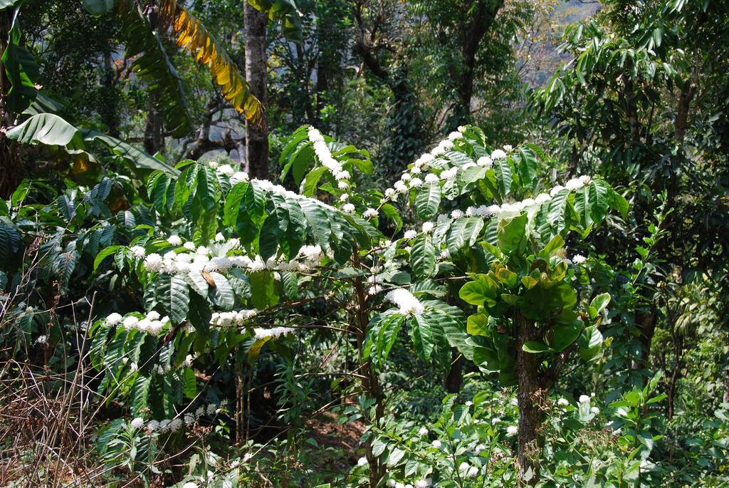 When Blooms the Coffee ~ Kuriositas