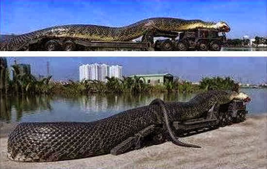 Ular gergasi telah ditemui | Sibersensasi