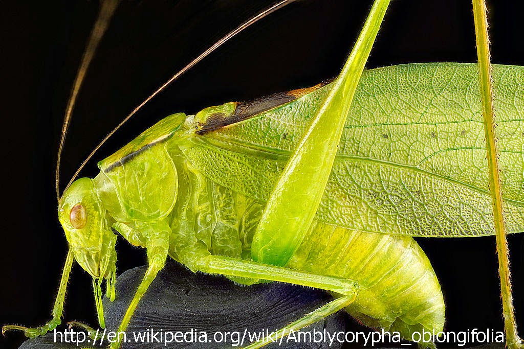 Bizarre Creature of the Day: Creature 253: Amblycorypha oblongifolia