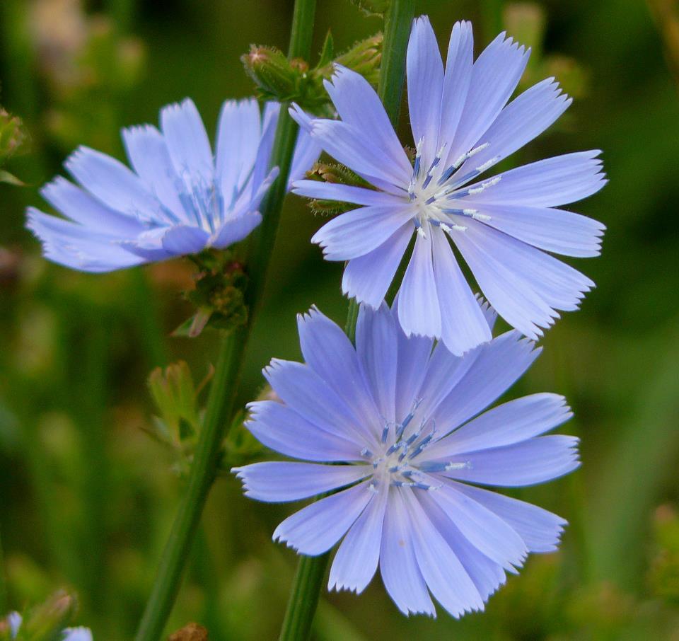 Chicory – Cichorium intybus - Macedonia Nature