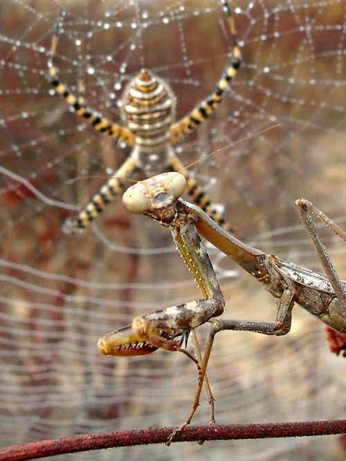 Spider vs. Praying Mantis [8 Photos] | ALL PHOTOZ