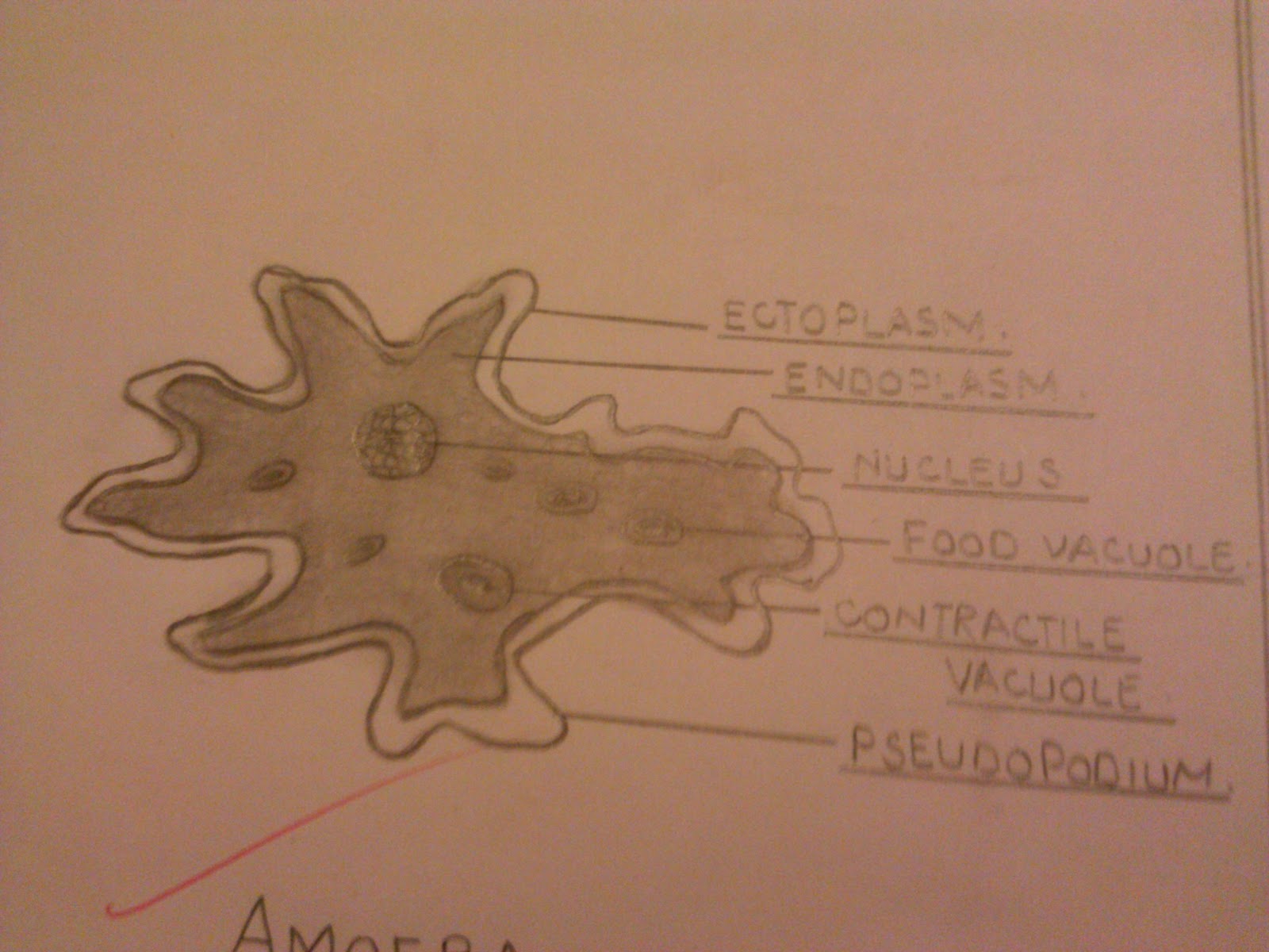 Isolated System: Study of amoeba.
