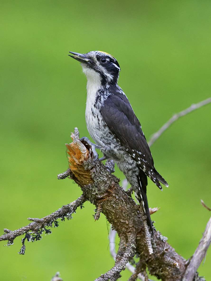 Winged World: Eurasian Three-toed Woodpecker